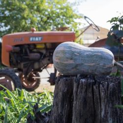 San Vito, alla Volpe sotto i Gelsi autunno protagonista con la “Festa ...