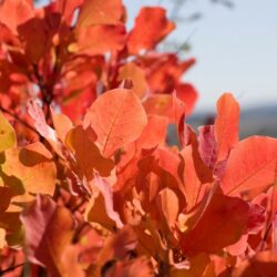 Tra i colori del Carso autunnale e le tracce della Grande Guerra ai ...
